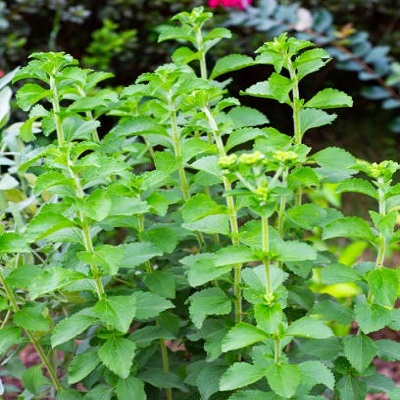 Stevia-Sweet Tulshi Plant – StayPlant