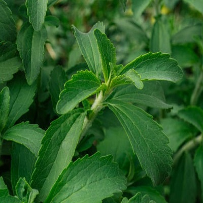 Stevia-Sweet Tulshi Plant – StayPlant